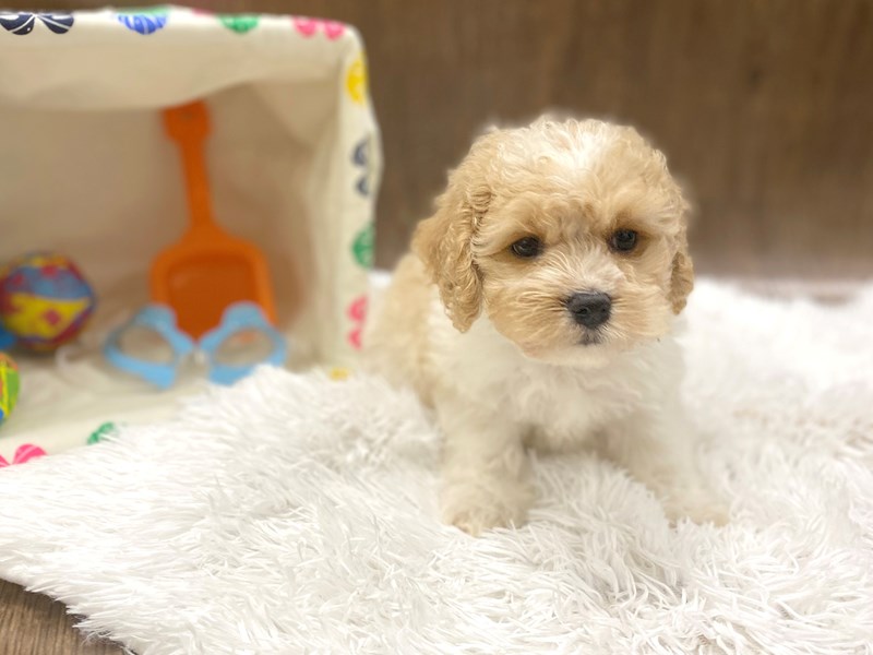 Cocker Chon – Petland Lancaster