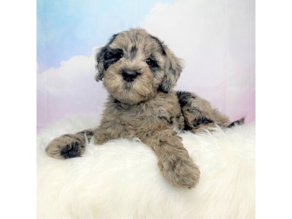 Mini Goldendoodle 3rd Generation Puppy Blue Merle ID:2766 Located at ...