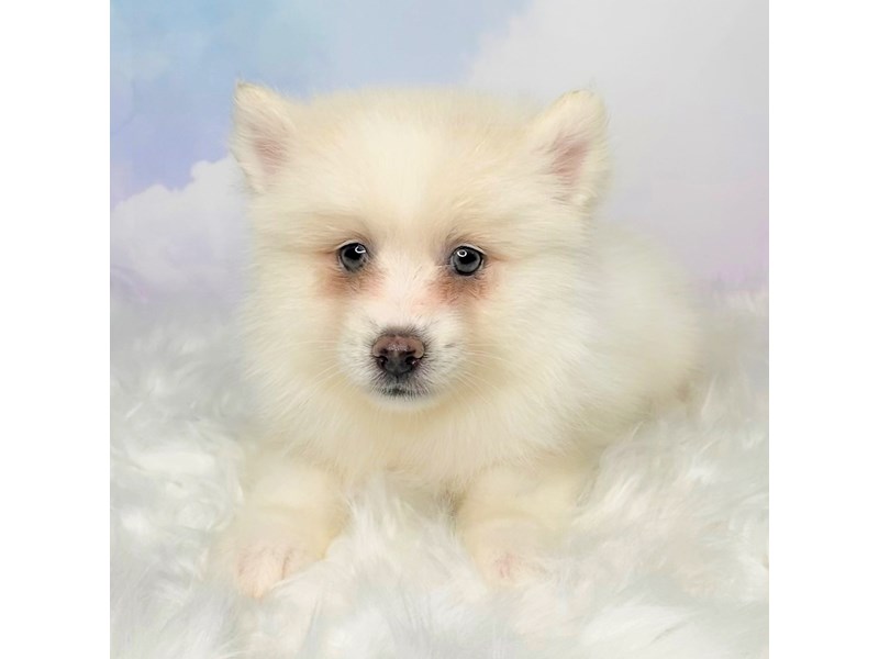 Pomsky Puppy cream/white ID:2833 Located at Petland Lancaster, Ohio