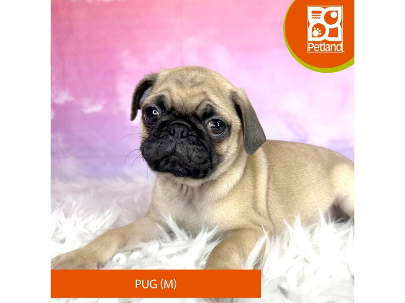 Pug Puppy Fawn ID:3026 Located at Petland Lancaster, Ohio