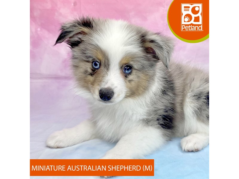 Blue Merle Mini Australian Shepherd Puppies