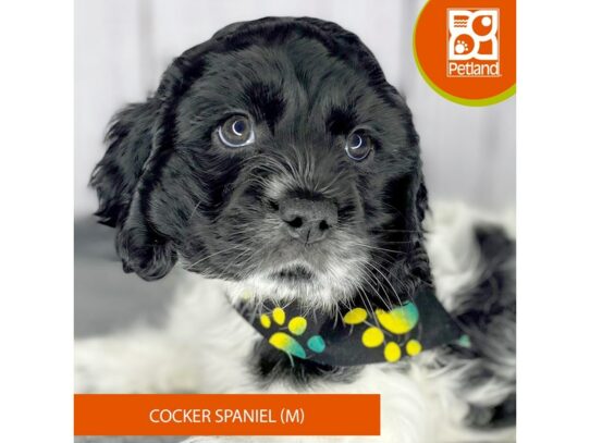 Available Pets - Petland Lancaster, Ohio