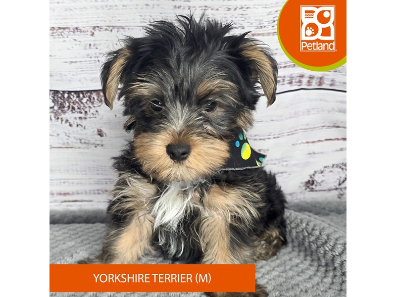 Petland Lancaster - Buy Puppies, Pets & Dog Supplies